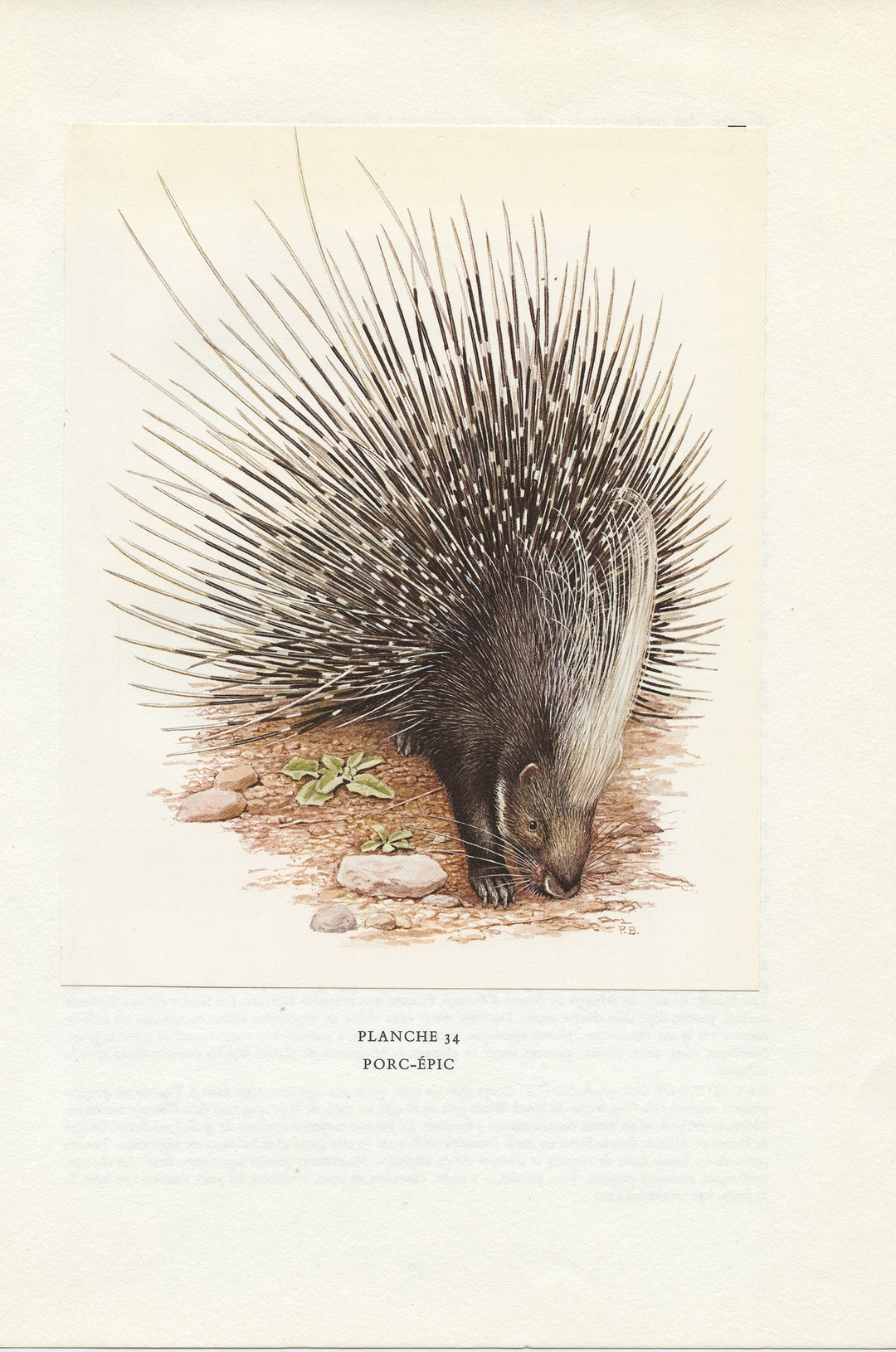 1970 Porcupine Print.vintage Rodent Art Gift. Endangered Species Art ...