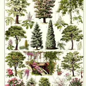 Tree Botanical Poster 1936 Vintage Botanical Art Tree Print - Etsy