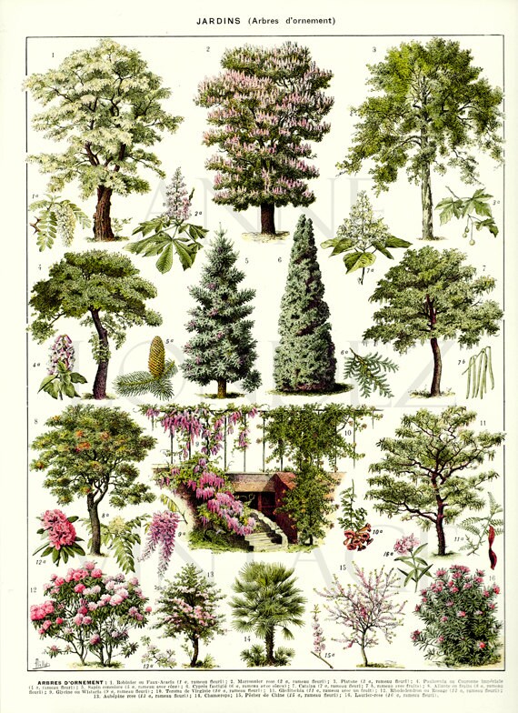 Tree Botanical Poster 1936 Vintage Botanical Art Tree Print | Etsy