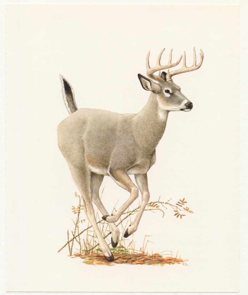 White Tailed Deer Print 1970. Vintage Virginia Deer Poster - Etsy UK
