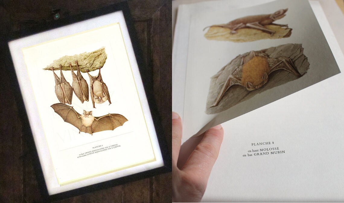 1970 Vintage Bat Print Bat Poster Antique Bat Art Bat Decor - Etsy