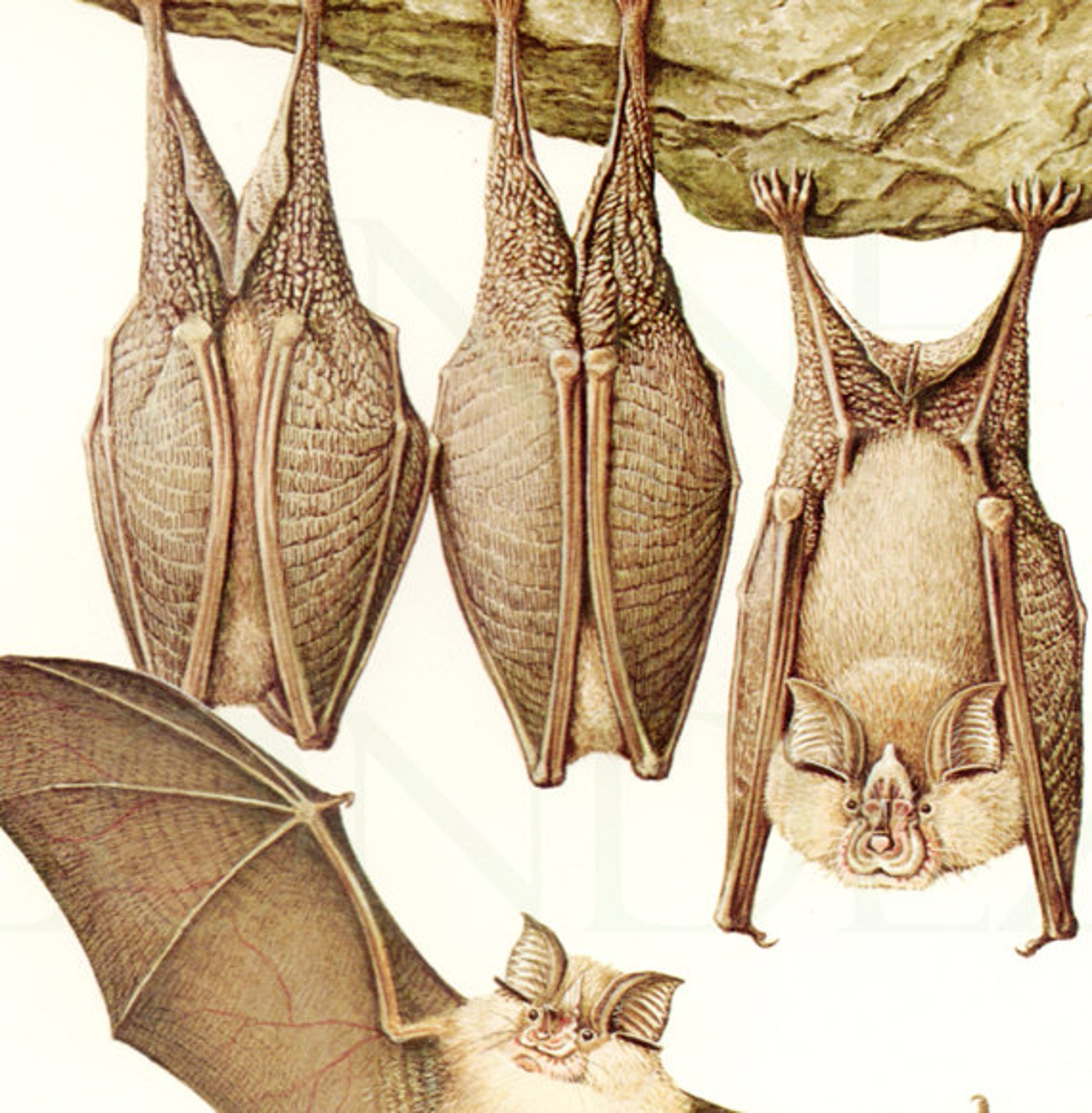 1970 Vintage Bat Print Bat Poster Antique Bat Art Bat Decor Rinolphe ...