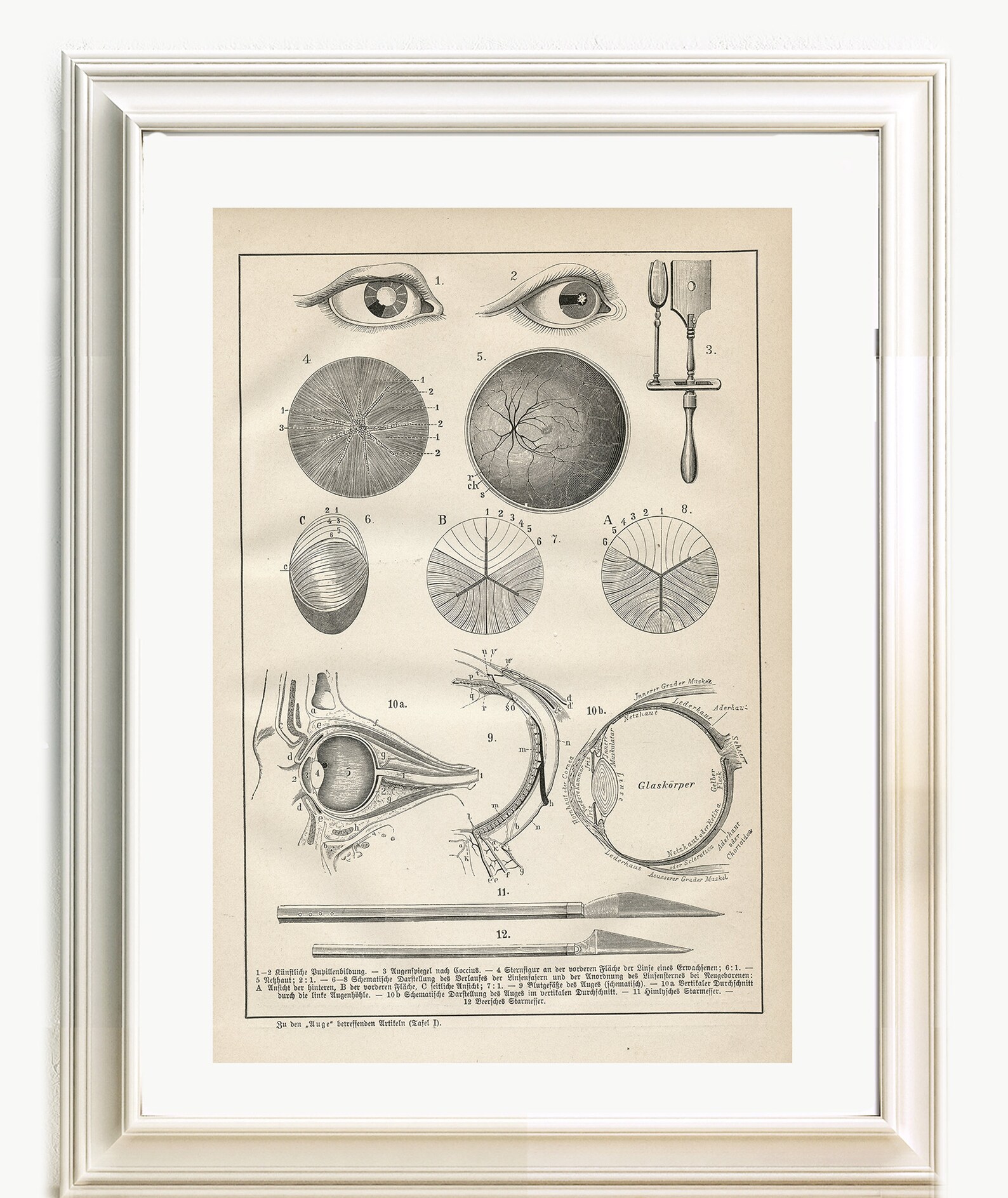 1890 Antique Eye Engraving for Black and White Anatomy Wall Decor ...