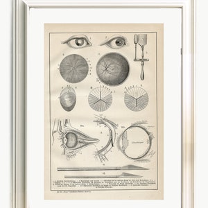1890 Antique Eye Engraving for Black and White Anatomy Wall Decor ...