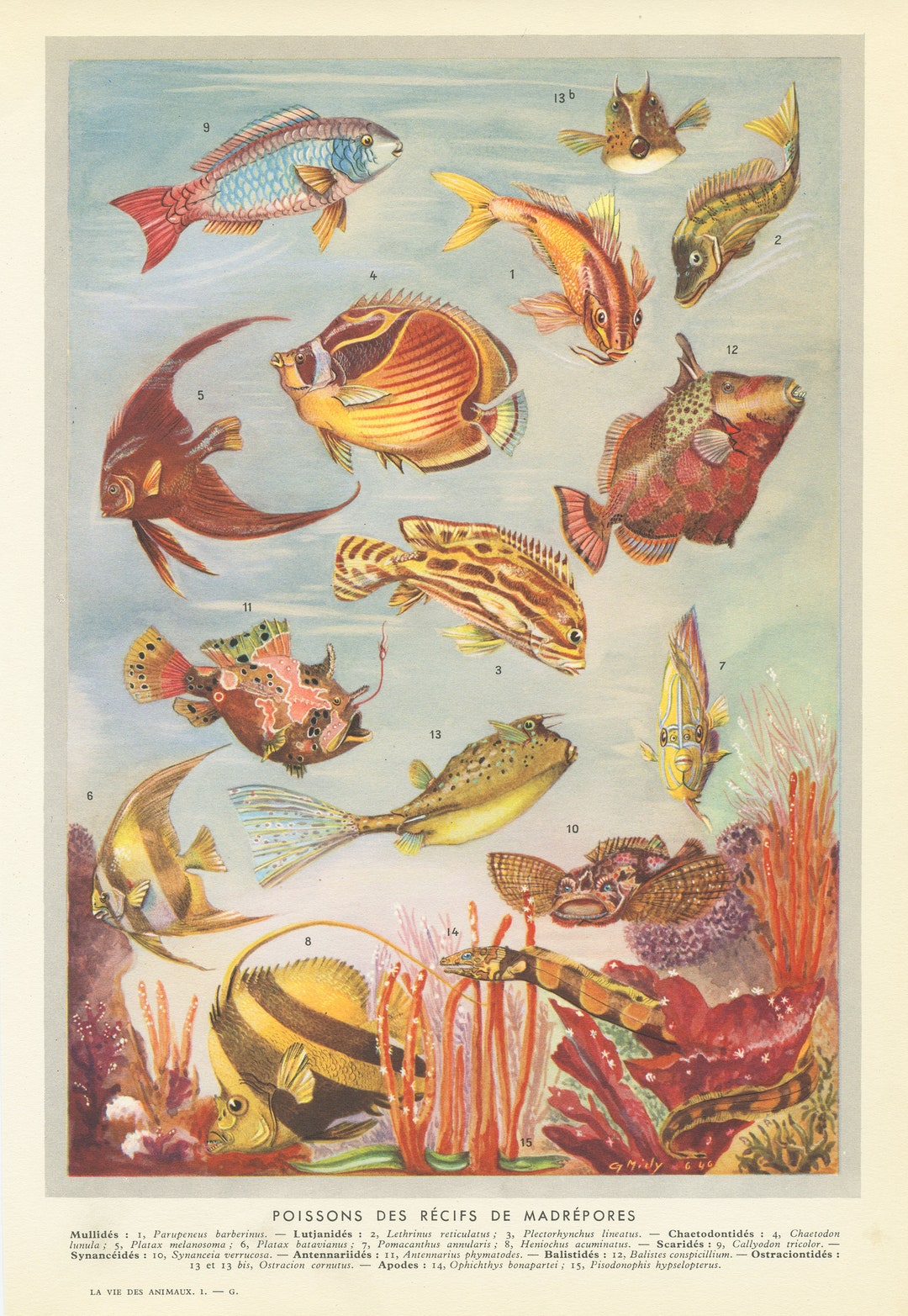 1949 Fish From Madrepore Coral Reefs Print for Marine Wall Decor. Stony ...