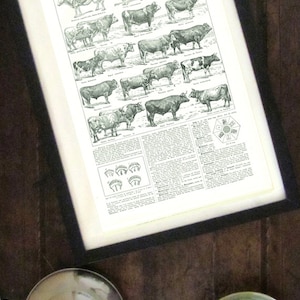 Cow Print 1948 Vintage Cow Poster Farmer Gift Farm Animals Poster ...