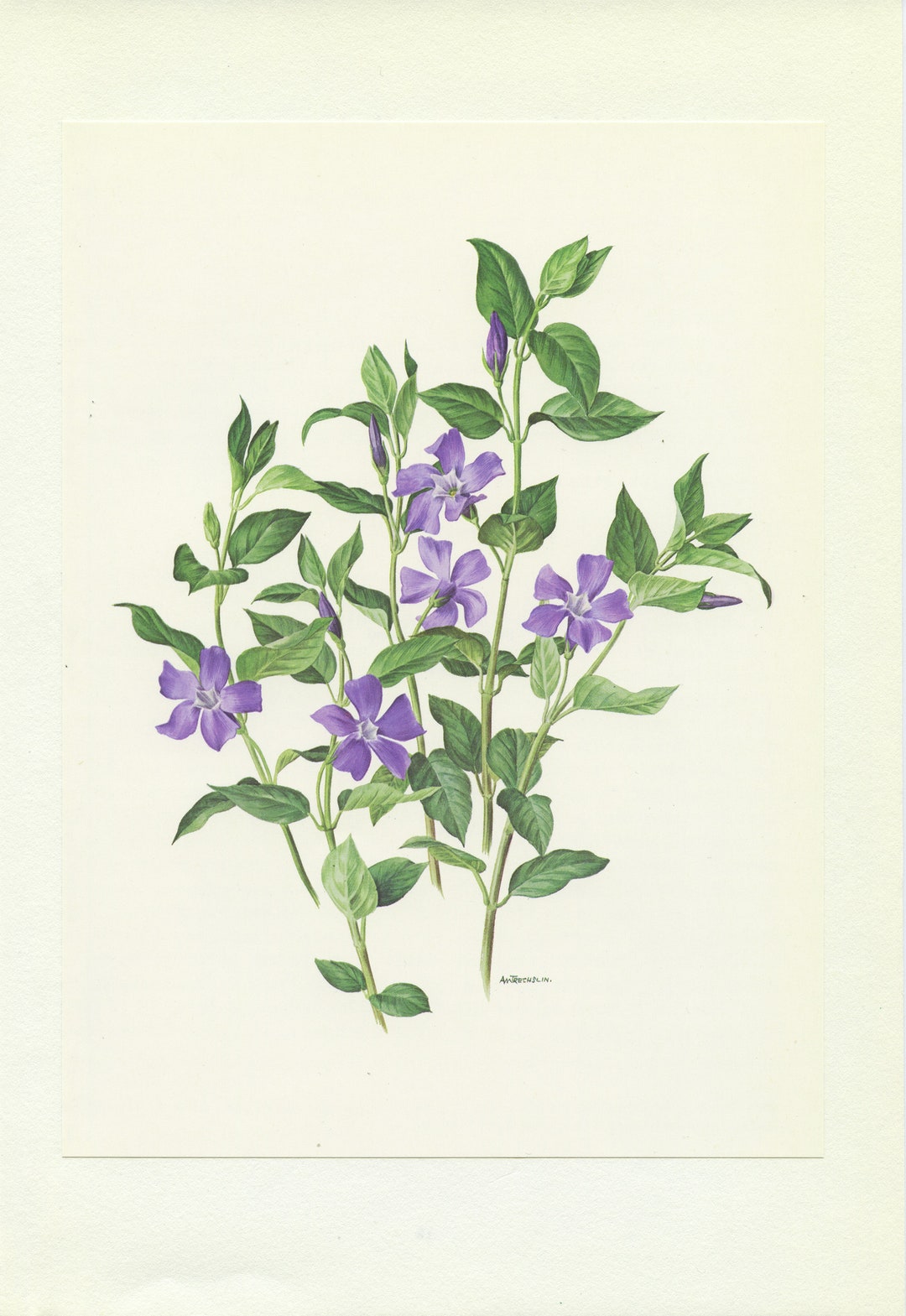 1972 Vintage Periwinkle Botanical Print. Vinca Botanical Poster French ...