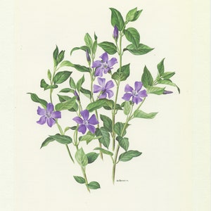 1972 Vintage Periwinkle Botanical Print. Vinca Botanical Poster French ...