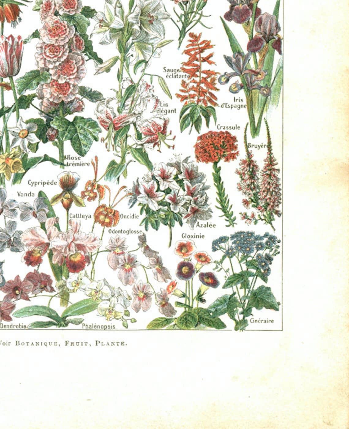 1948 Vintage Botanical Print Flowers Poster Antique Botanical - Etsy