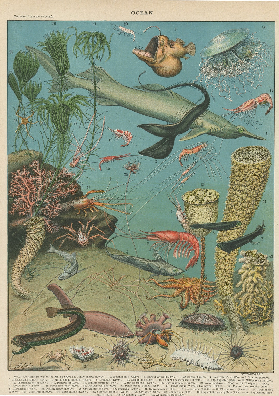 1897 Vintage Deep Sea Oceanography Print for Marine Animals Sea Life ...