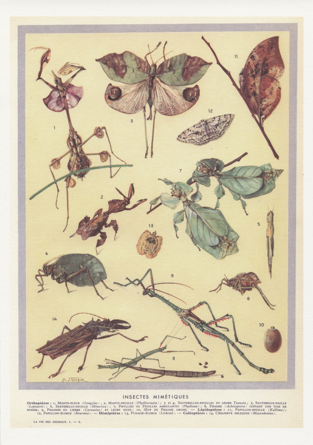 Mimetic Insects Print for Antique Bugs Art. Old Science Poster. Animal ...