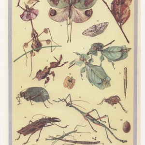 Mimetic Insects Print for Antique Bugs Art. Old Science Poster. Animal ...