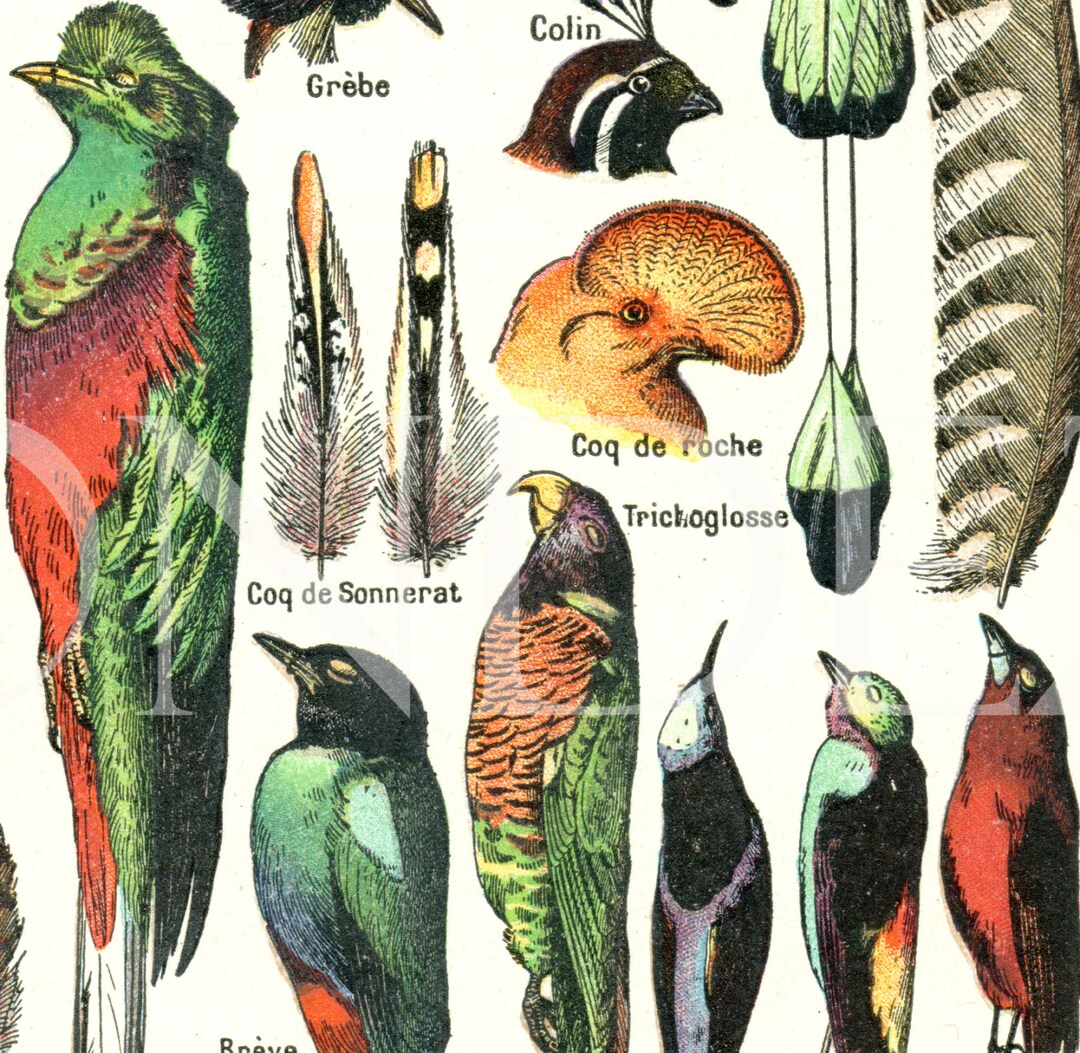1922 Vintage Feather Print Antique Feather Poster Feather Decor Bird ...