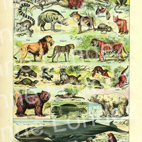 Furry Chart - Etsy Australia