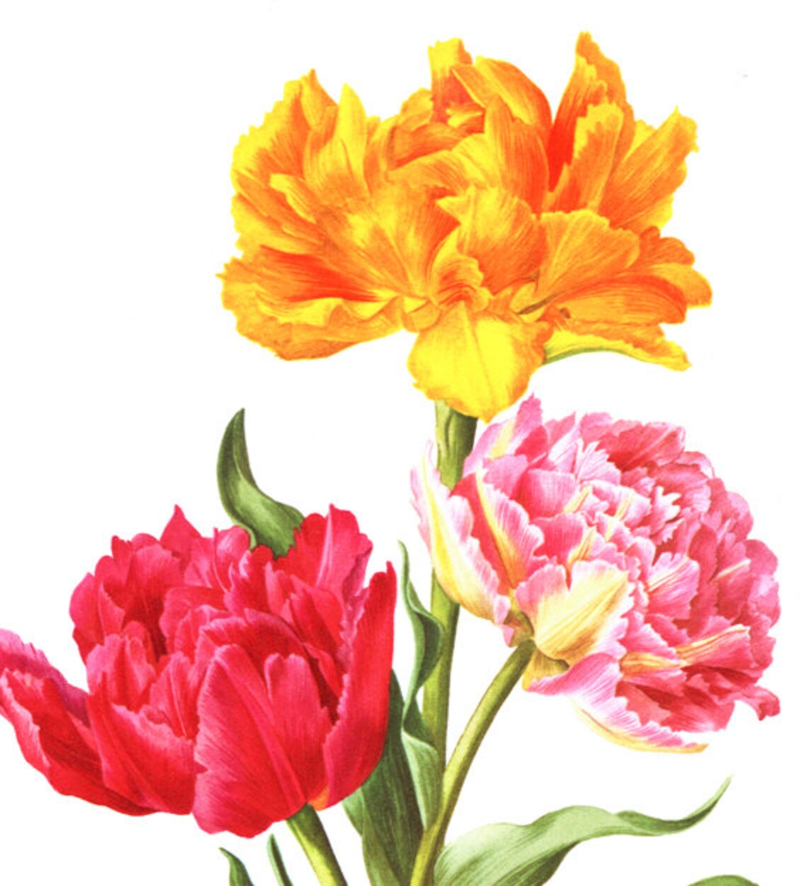 Double Tulip Wall Art Print 1964 Vintage Tulip Botanical | Etsy