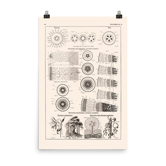 Large Roots & Stems Plant Botanics Poster Giclee Print Reprint | Etsy