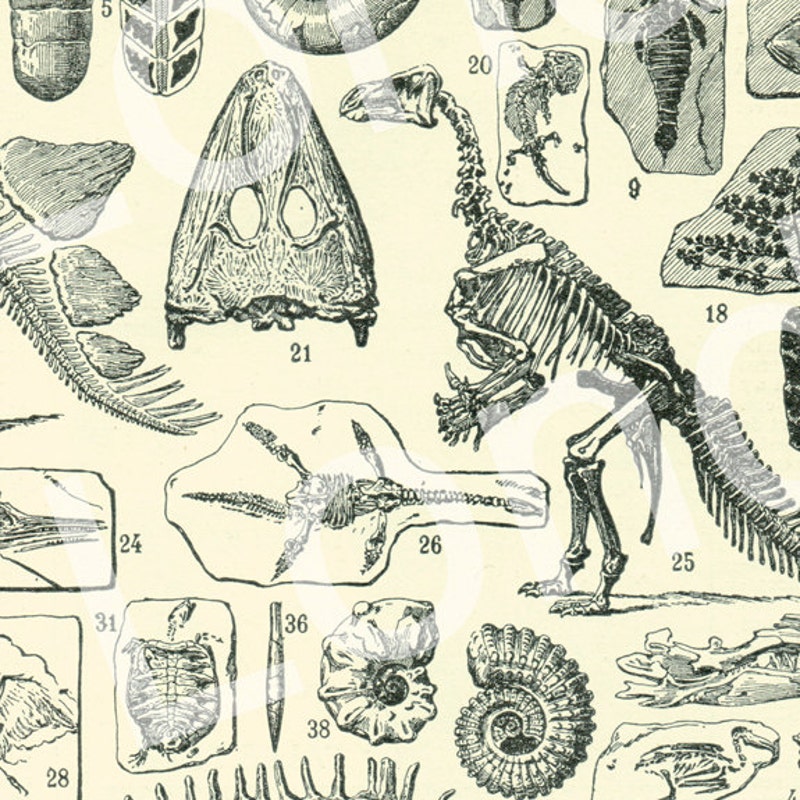 Dinosaur Poster - Etsy