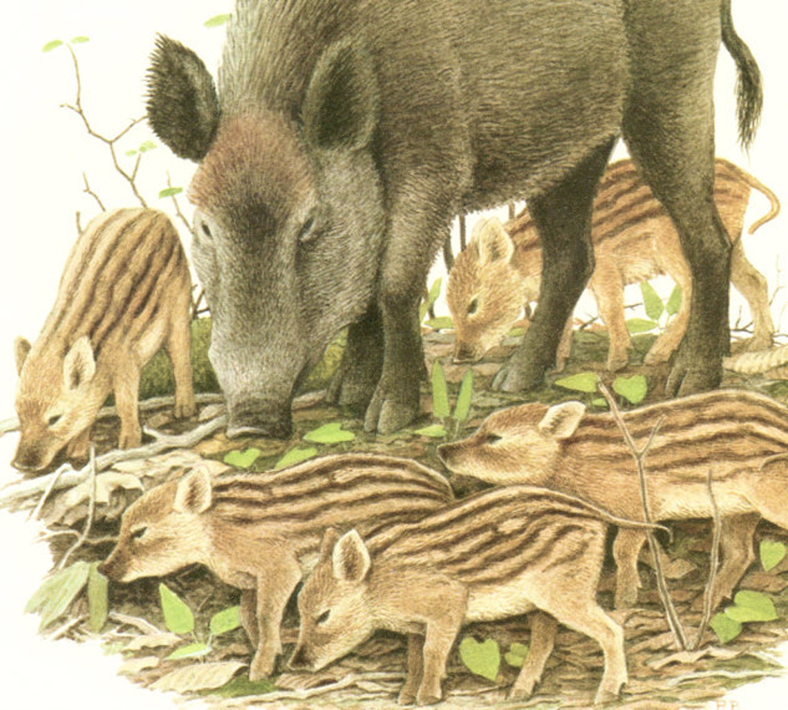 Wild Boar Art 1970 Vintage Boar Piglets Print Woodland | Etsy