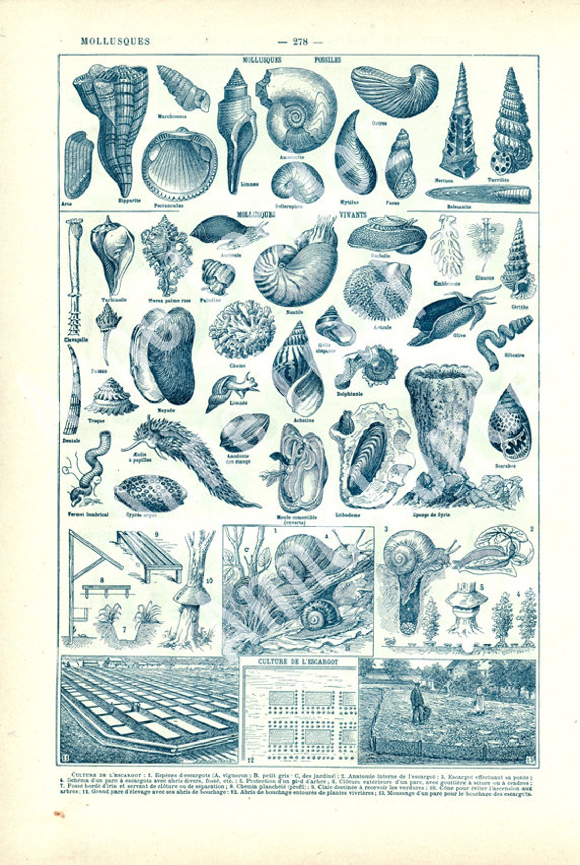 Sea Shells Print From 1922, Antique Seashells Home Decor, Seashell Art ...
