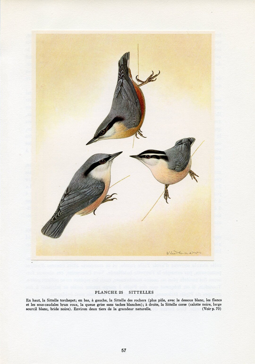 1961 Eurasian Nuthatch Bird Print for Cottagecore Vintage Bird Gift for ...