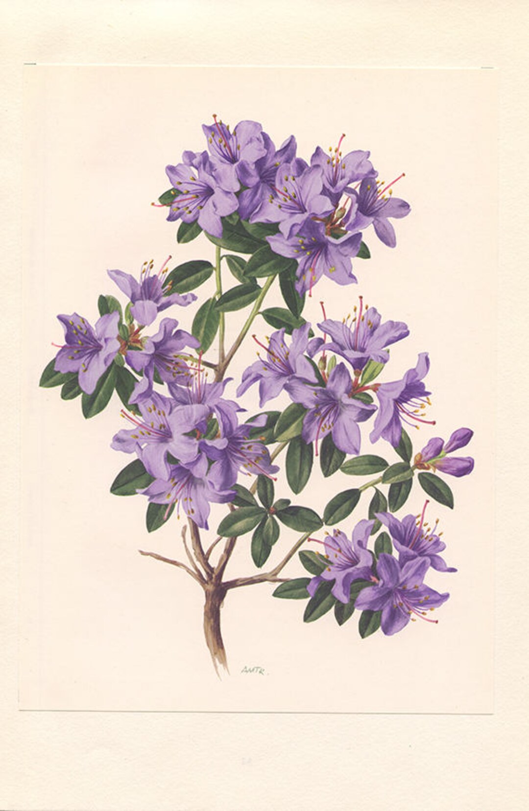 1972 Purple Rhododendron Vintage Botanical Art. Blue Tit Rhodo Print ...