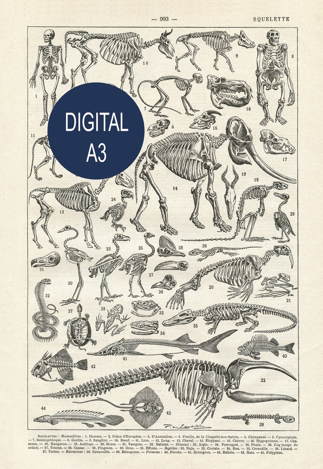 A3 Large Vintage Printable Skeleton Anatomy Print With Skulls. Human ...