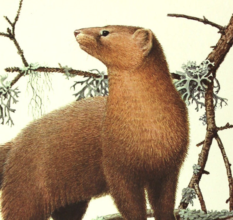 Small Sable poster from 1970. Vintage woodland animal print | Etsy