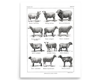 46 Breeds of Sheep Chart Svg Png Jpg 1620 - Etsy