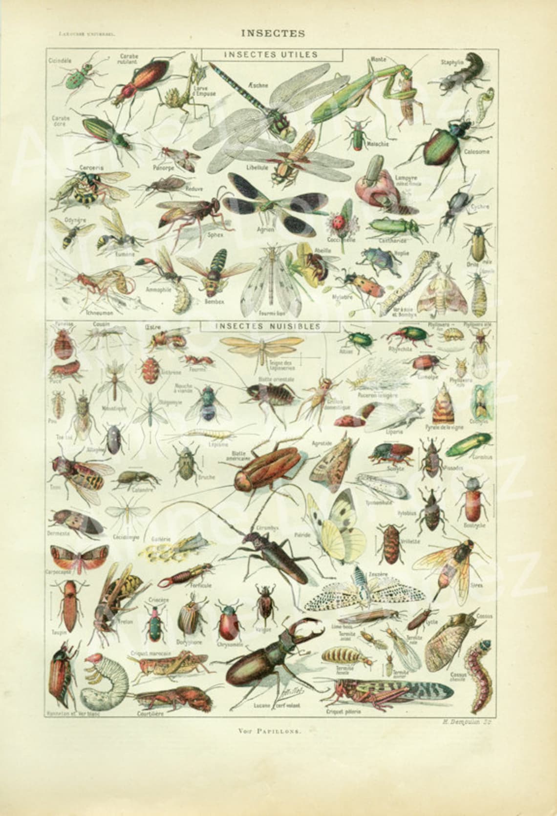 Insects Art 1922 Vintage Old Insects Print Bugs Art Biology - Etsy