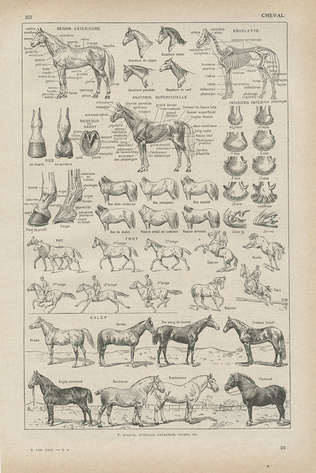 Horse Poster 1922 Vintage Horse Art Horse Print Old Horse Gift Vintage ...