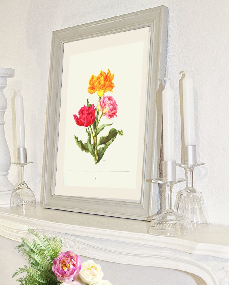Double tulip wall art print 1964 Vintage tulip botanical | Etsy