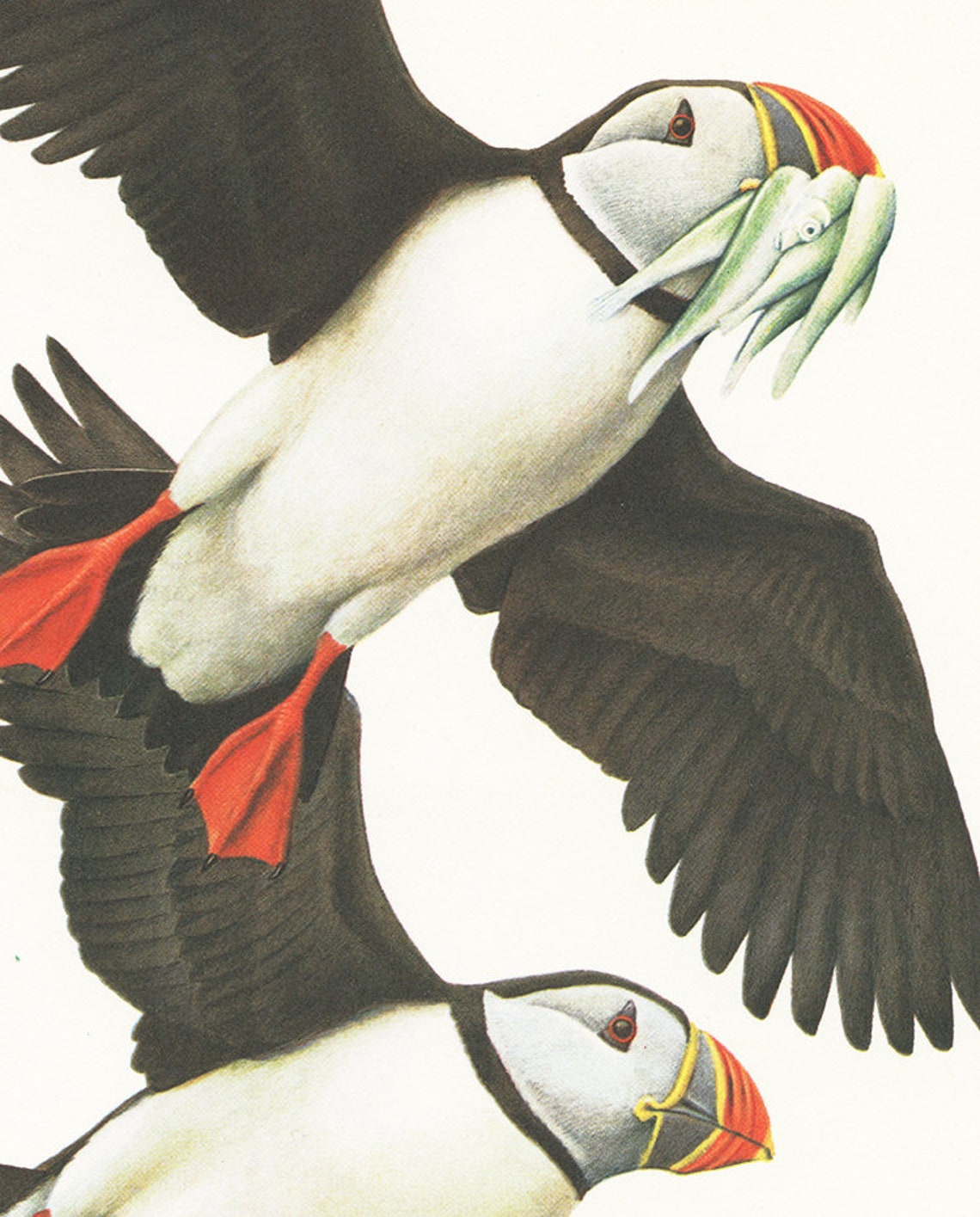 Atlantic Puffin Birds Print 1962 Puffin Print French Vintage - Etsy