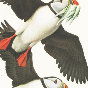 Atlantic Puffin Birds Print, 1962 Puffin Print, French Vintage Coastal ...