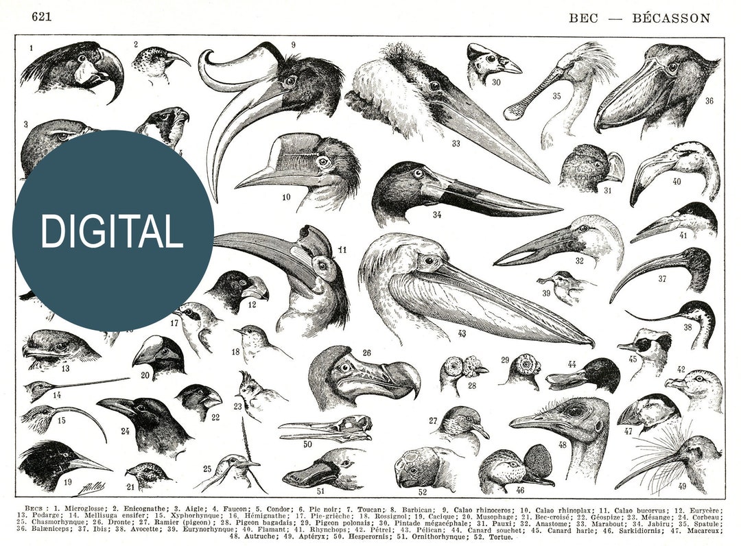 Vintage Printable Bird Beaks Anatomy Print on White Background ...