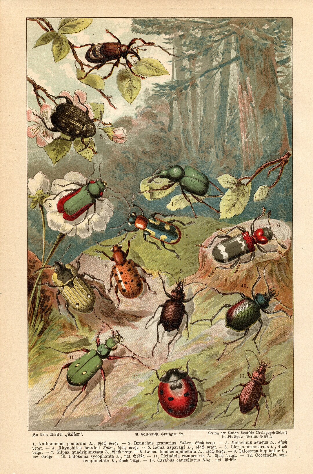 1890 Antique Beetles Insects Print. Small Weevil Ladybug Scarab Poster ...