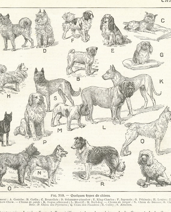 Toy Dog Breeds Chart