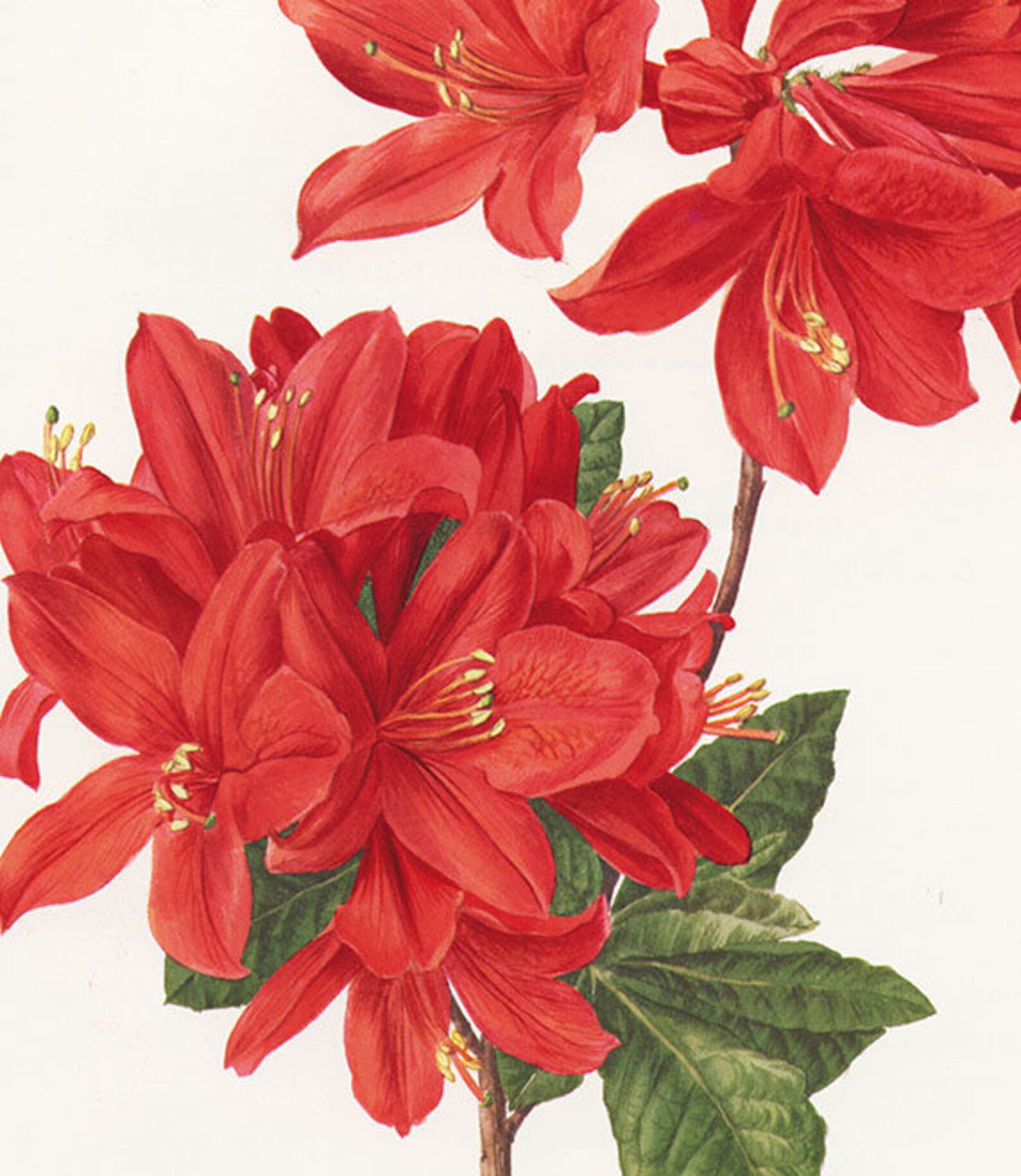 Red Rhododendron Print 1972 Vintage Botanical Art Red Rhodo - Etsy