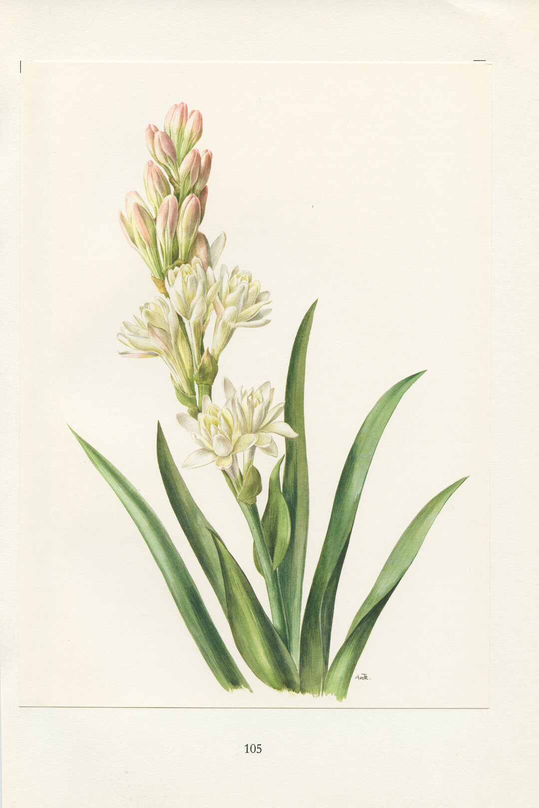 1964 White Tuberose Flower Botanical Print for Vintage Floral Home ...