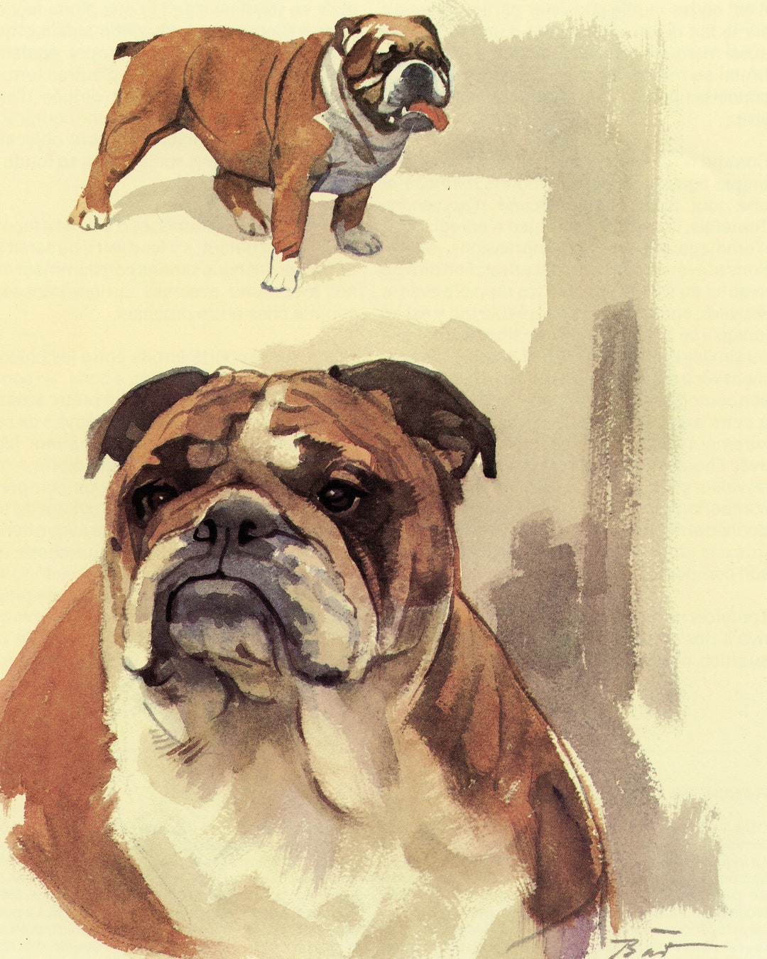 1975 English Bulldog Art, Vintage Dog Print, British Bulldog Gifts, Dog ...