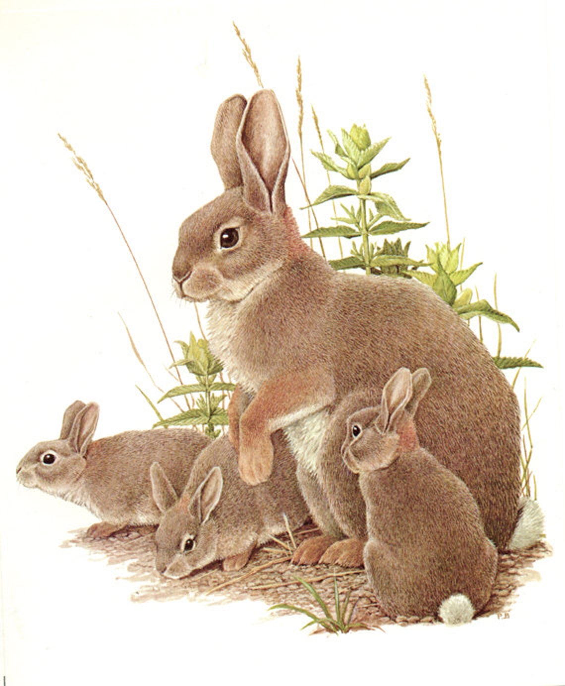 Vintage Rabbit Art 1970 Vintage Animal Art Rabbit Print - Etsy