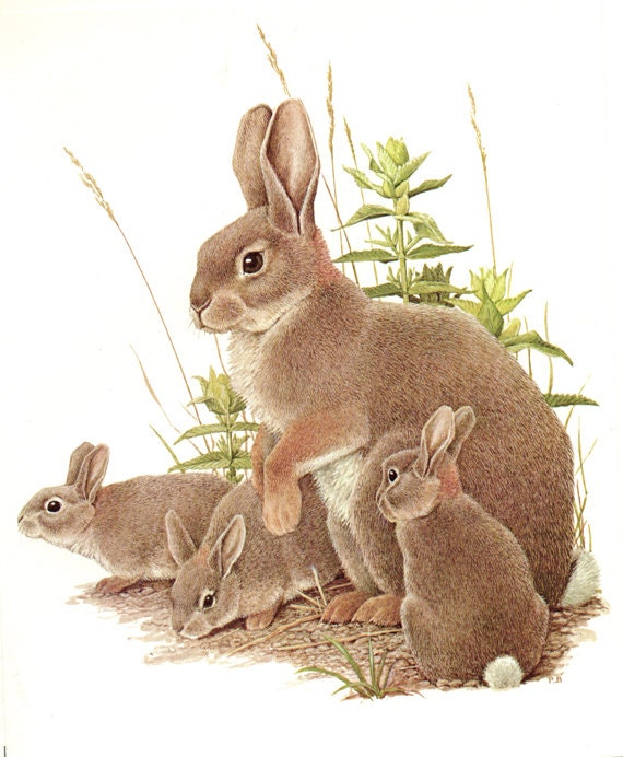 Vintage Rabbit Art 1970 Vintage Animal Art Rabbit Print - Etsy