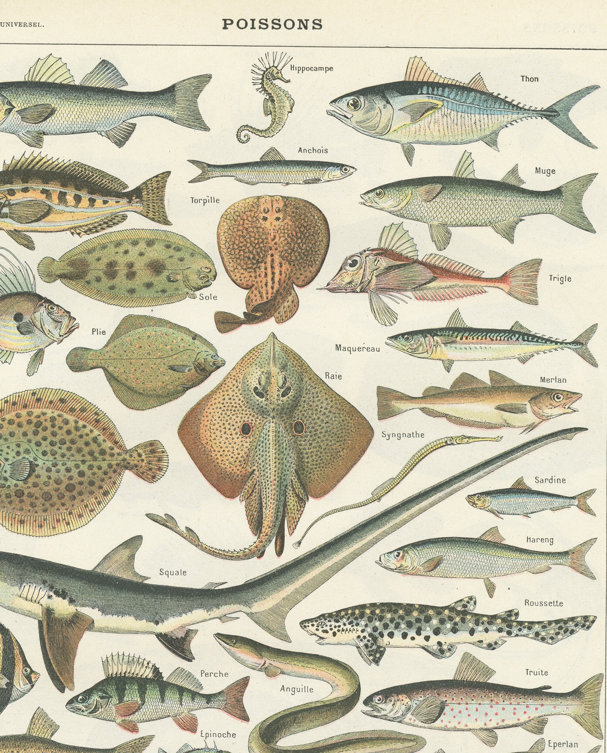 1922 Vintage Fish Poster Kitchen Decor Kitchen Print Vintage | Etsy