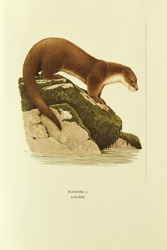 River otter print 1970 Vintage River Otter wall art Otter gift | Etsy