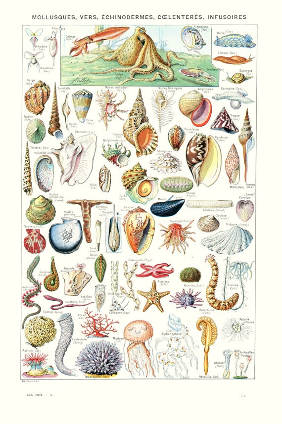 1948 Poster de crustacés Mollusques Déco plage Illustration | Etsy