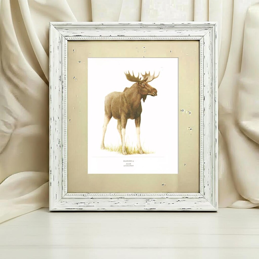 1970 Vintage Elk Print. Small Animal Wall Art, Moose, Print, Elk Decor ...