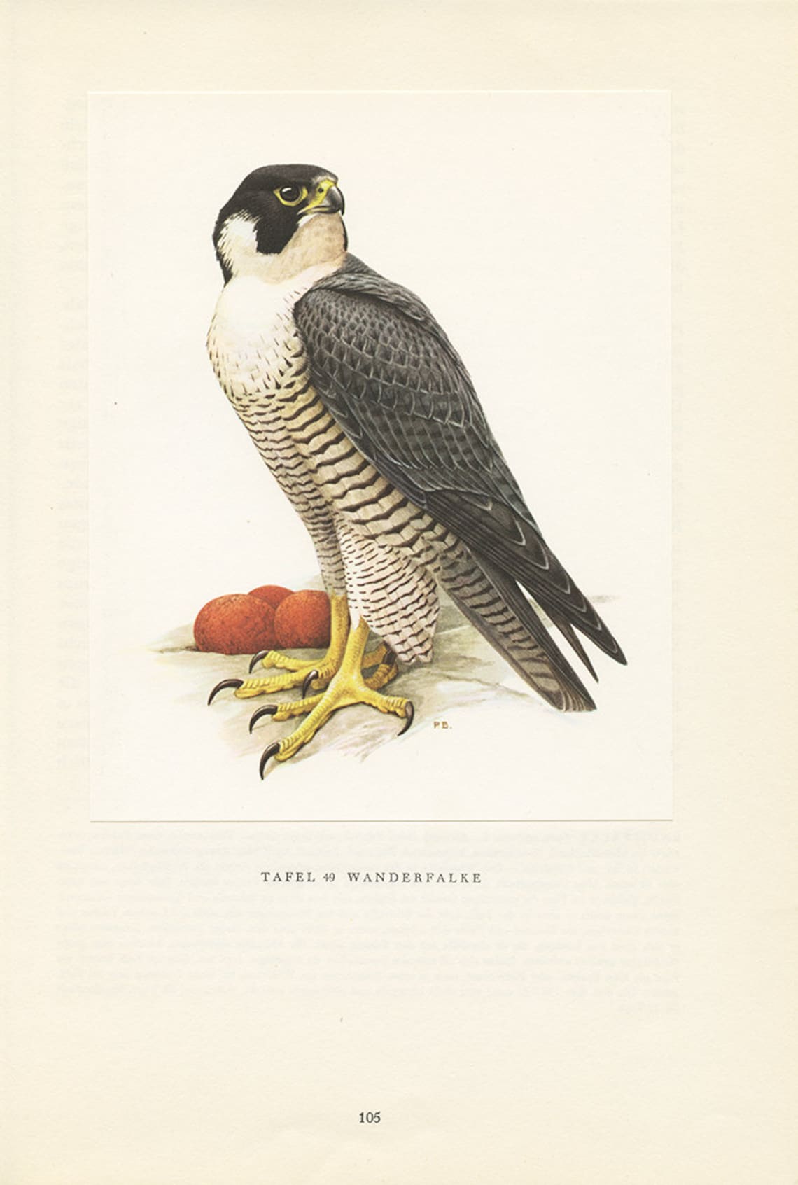 Falcon Print Vintage 1959 Bird Poster Bird Print Peregrine - Etsy