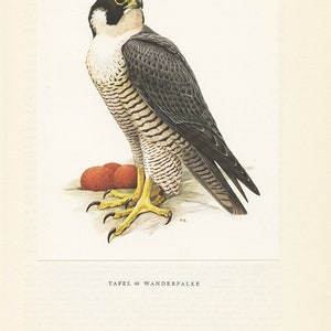 Falcon Print Vintage, 1959 Bird Poster, Bird Print, Peregrine Falcon ...