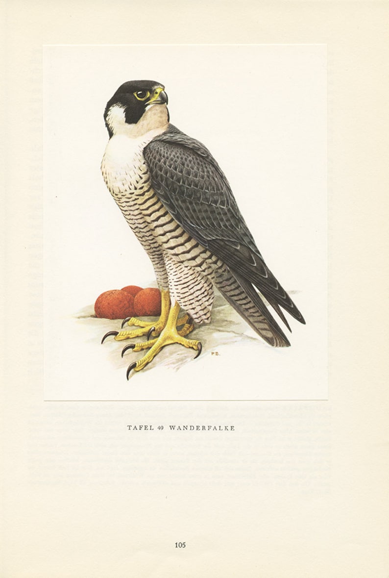 Falcon Print Vintage 1959 Bird Poster Bird Print Peregrine - Etsy