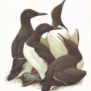 Common Murre Birds Prints From 1962. Vintage Seabird Prints for Coastal ...