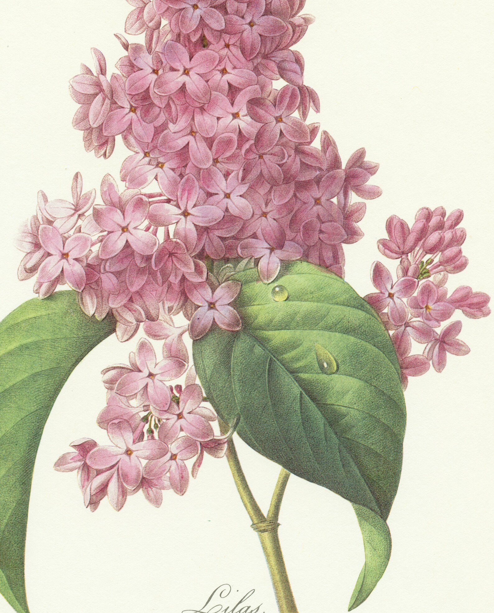 Vintage Purple Lilac Botanical Print From 1986 by Redoute. Pink Floral ...